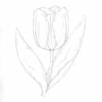 How to draw a tulip (easy step-by-step) 🌷