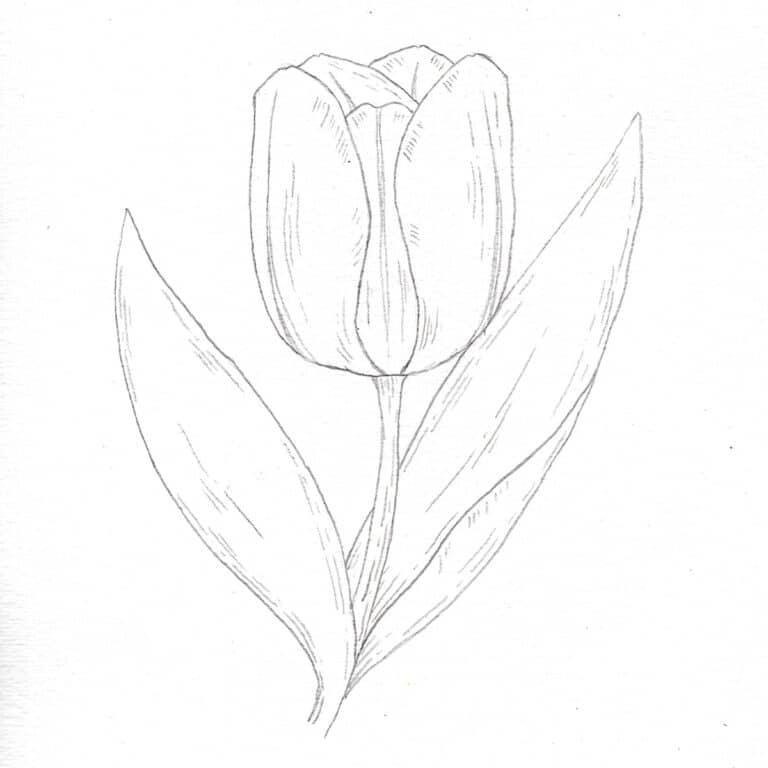 How to draw a tulip (easy step-by-step) 🌷