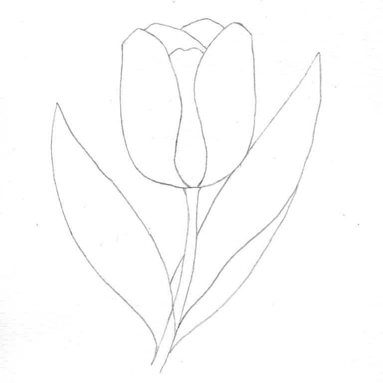 How to draw a tulip (easy step-by-step) 🌷