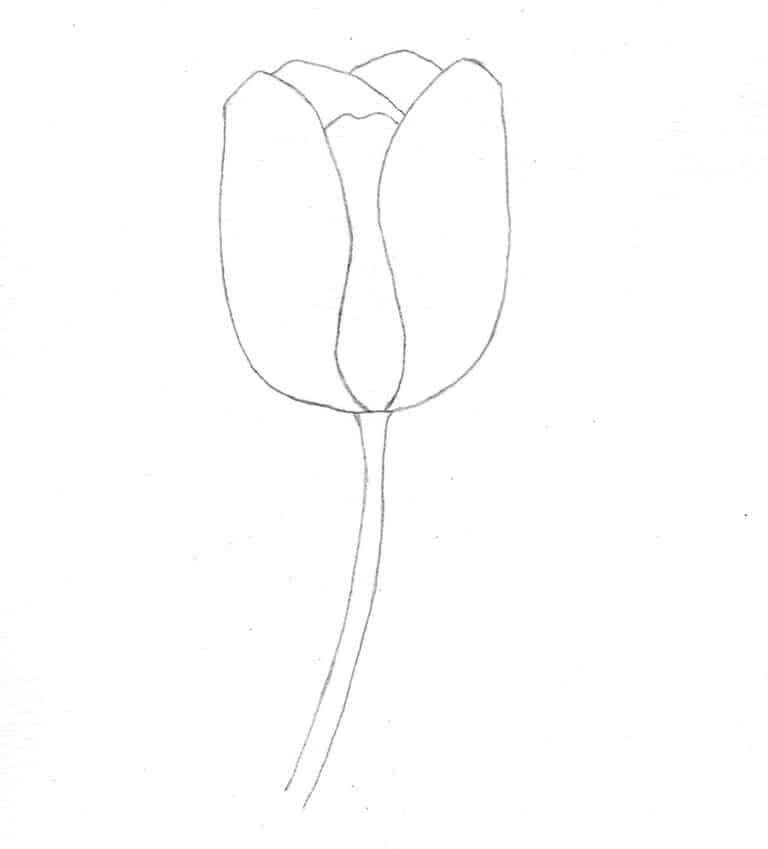 How to draw a tulip (easy step-by-step) 🌷
