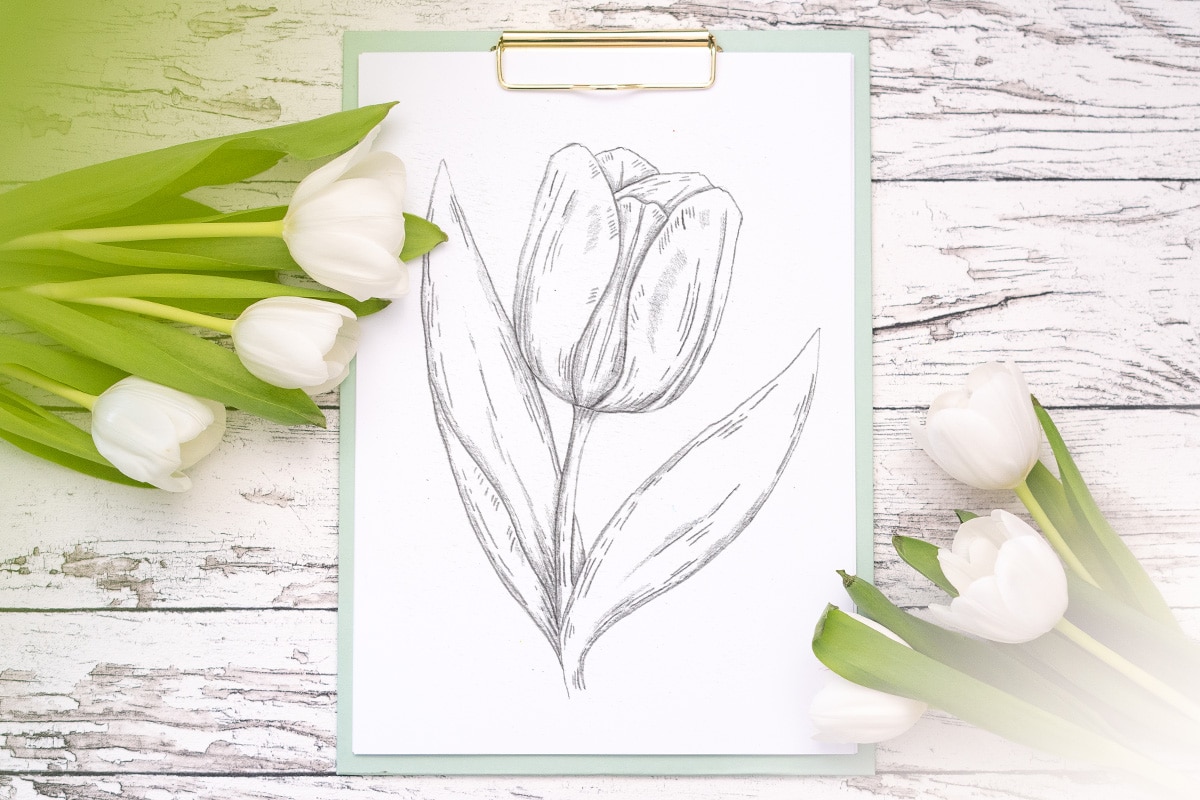 How To Draw A Tulip easy Step by step 