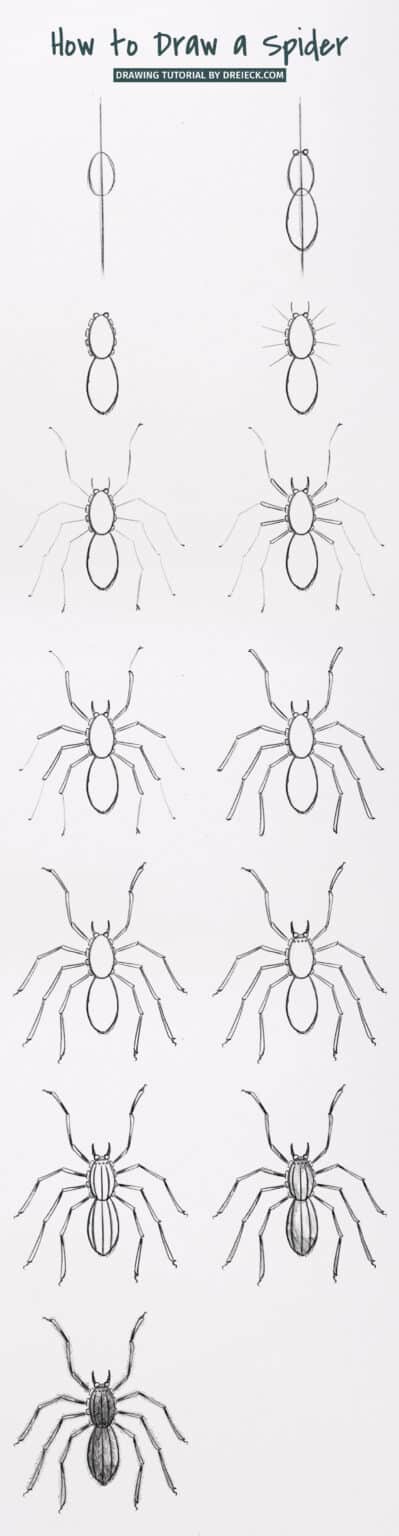 How to Draw a Spider (with amazing details) 🕷️