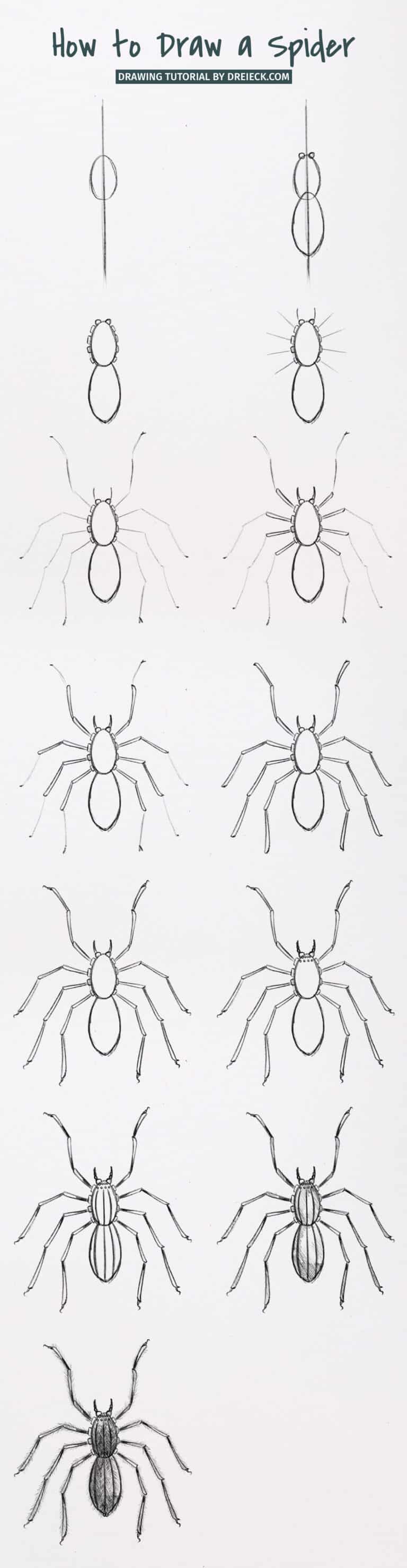 How to Draw a Spider (with amazing details) 🕷️