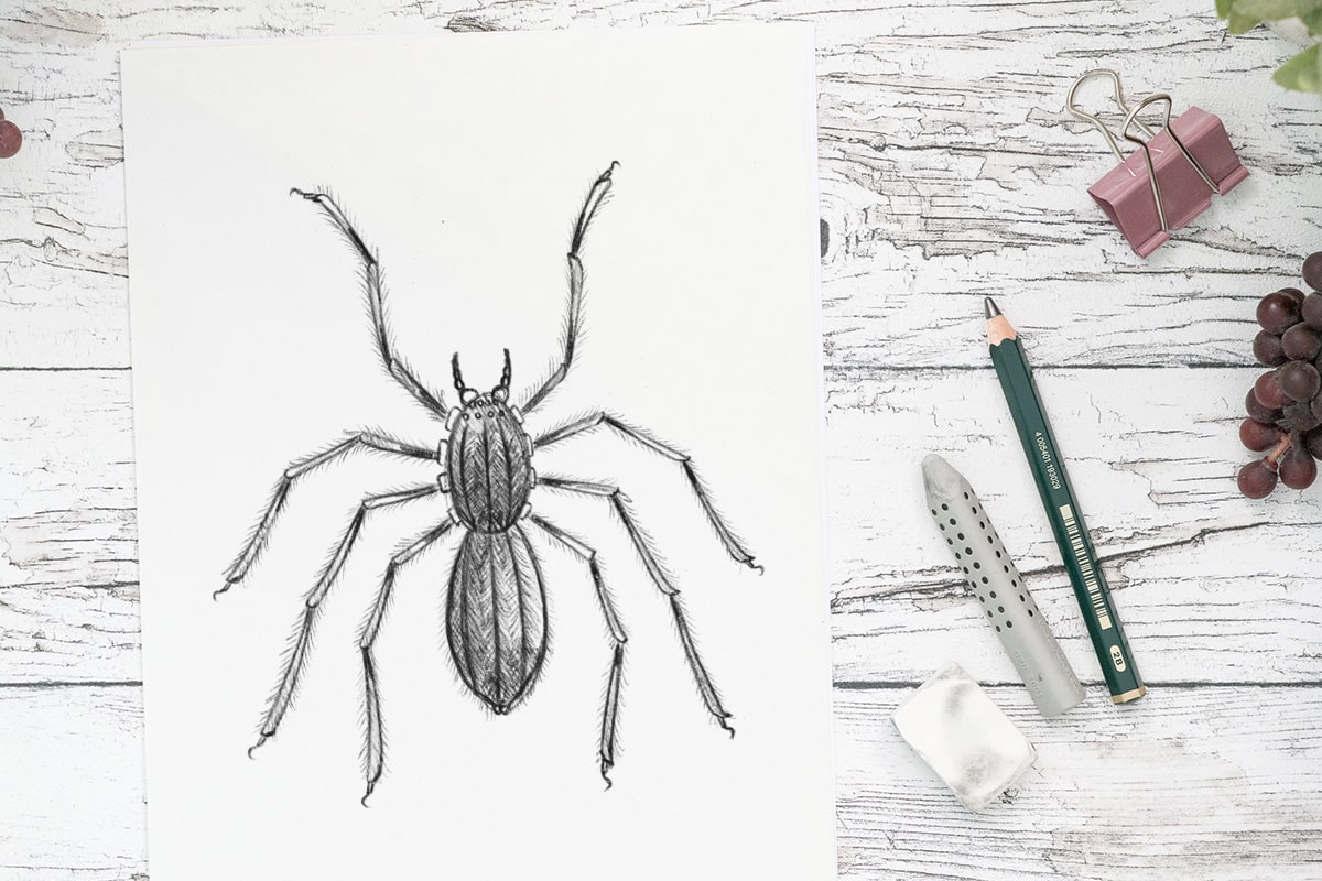 How To Draw A Spider with Amazing Details 