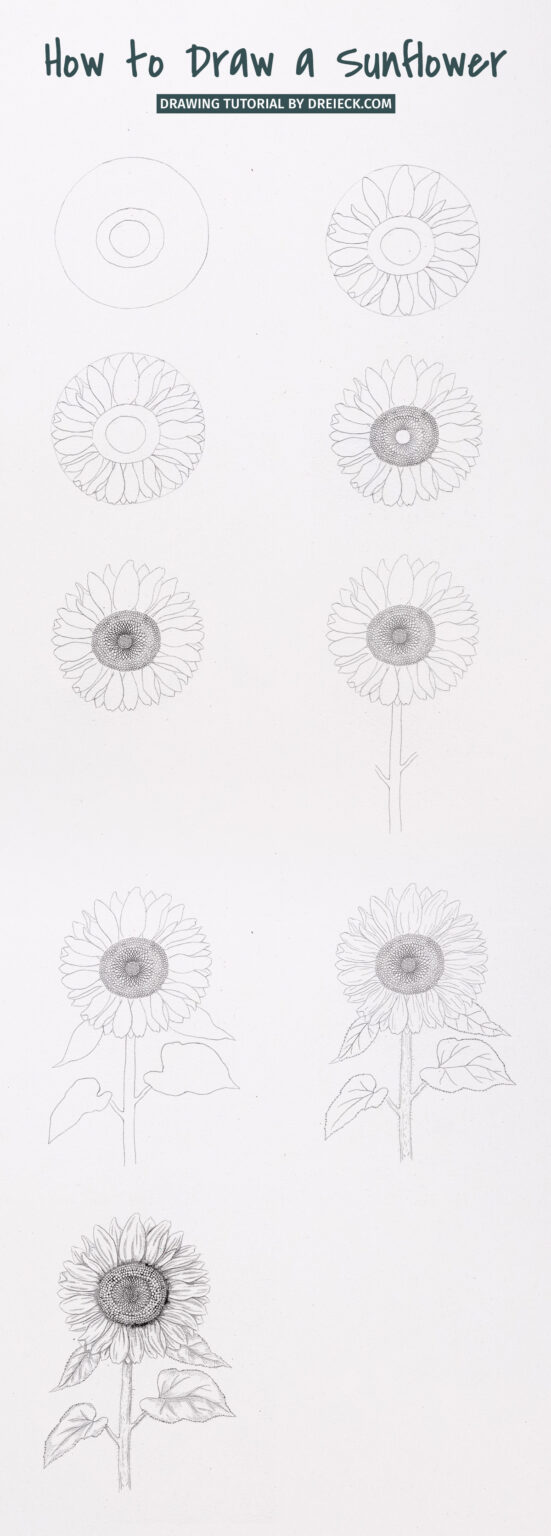 How to Draw a Sunflower (very realistic) 🌻
