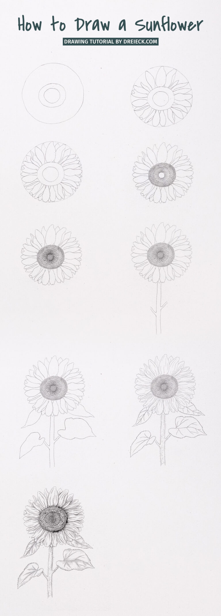 How to Draw a Sunflower (very realistic) 🌻