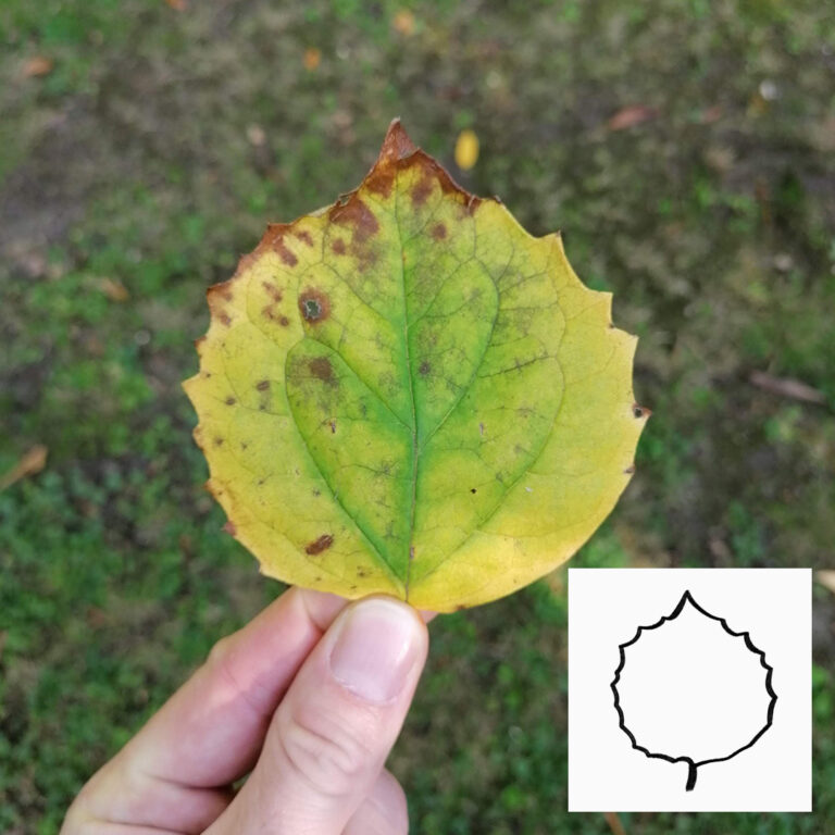 How to draw leaves (simple or detailed) 🌿