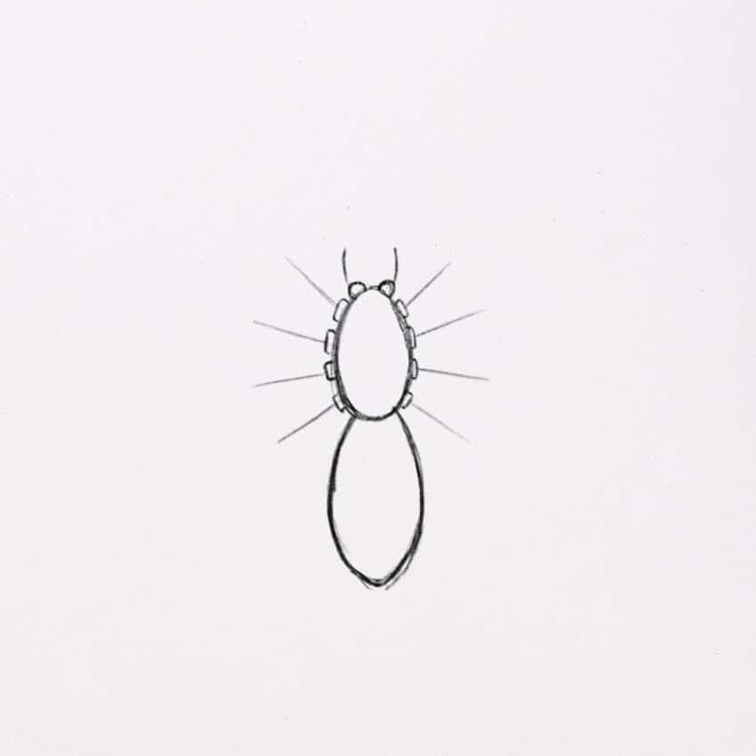 How to Draw a Spider (with amazing details) 🕷️