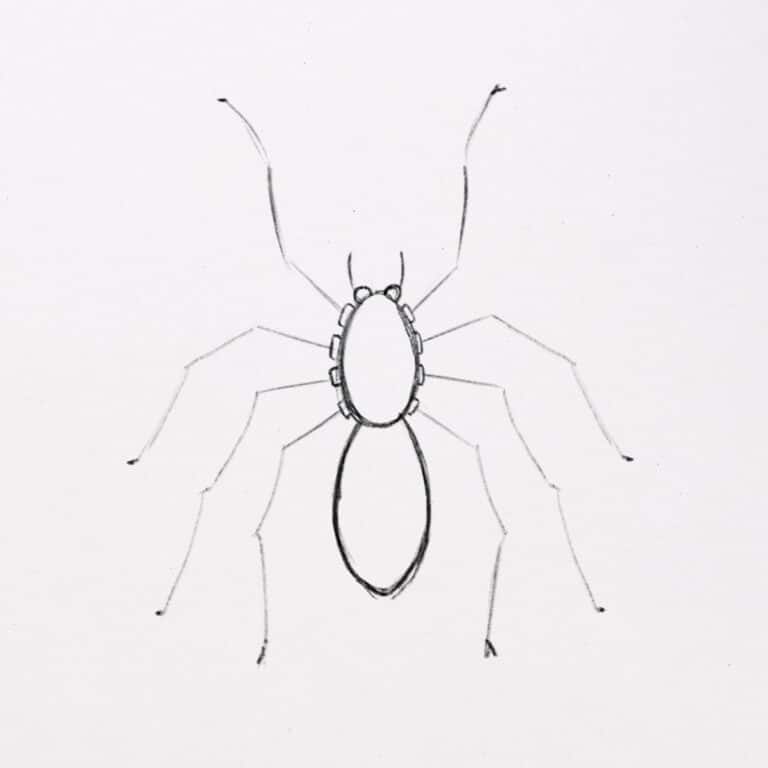How to Draw a Spider (with amazing details) 🕷️