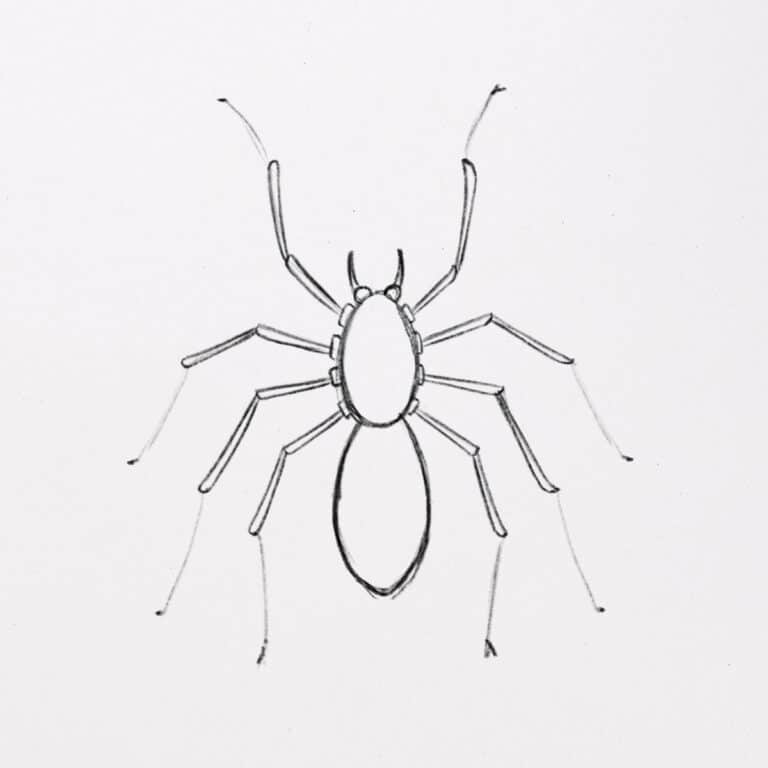 How to Draw a Spider (with amazing details) 🕷️