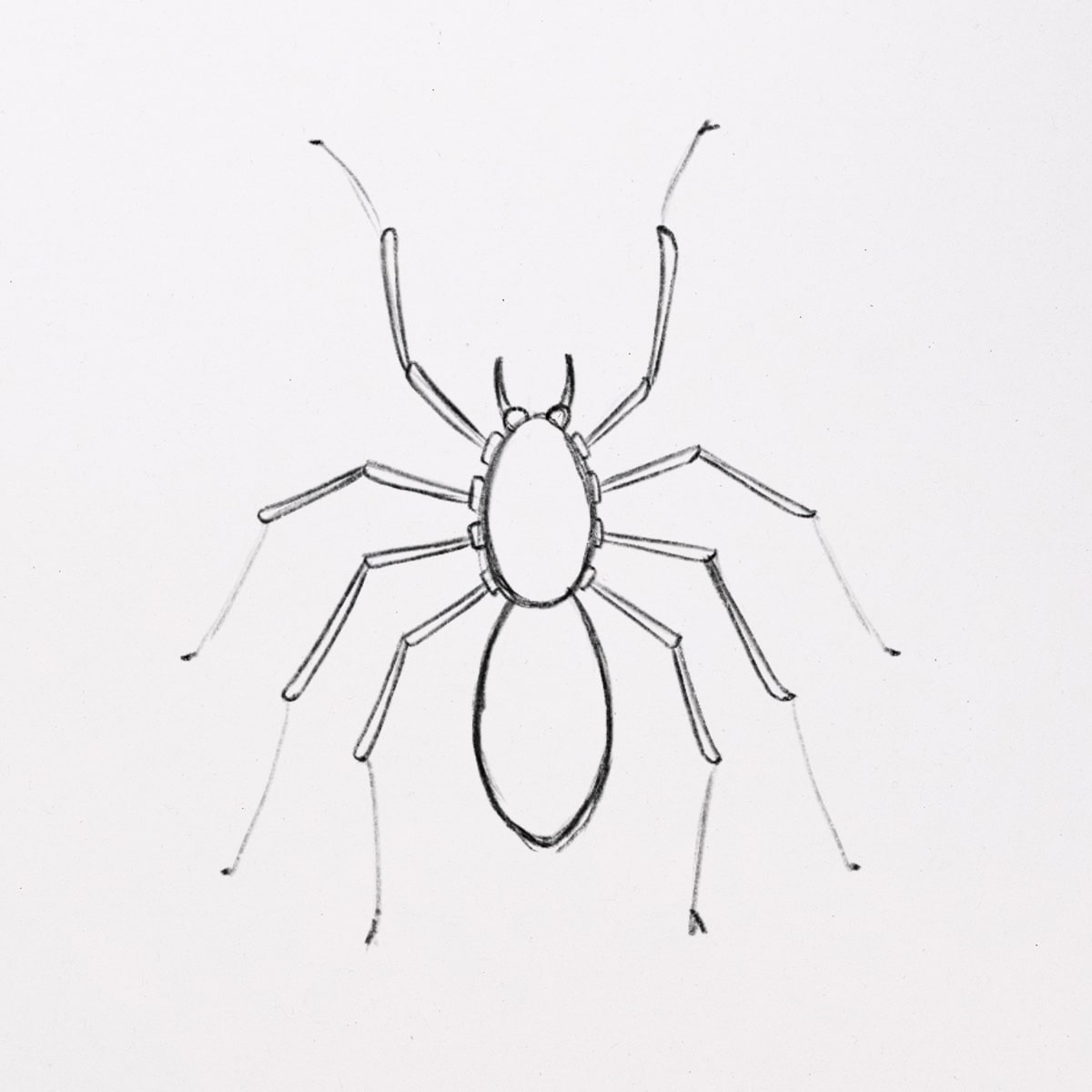 How to Draw a Spider (with amazing details) 🕷️
