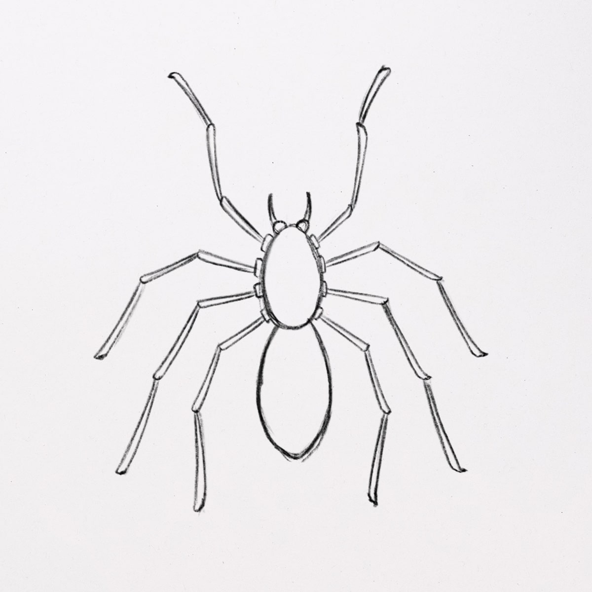 How To Draw A Spider with Amazing Details 