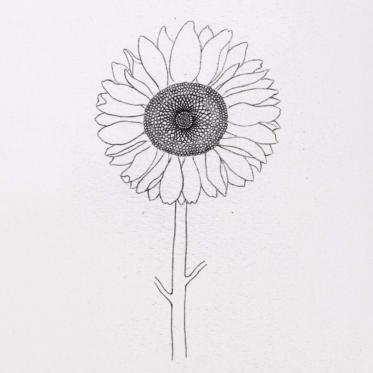 How to Draw a Sunflower (very realistic) 🌻