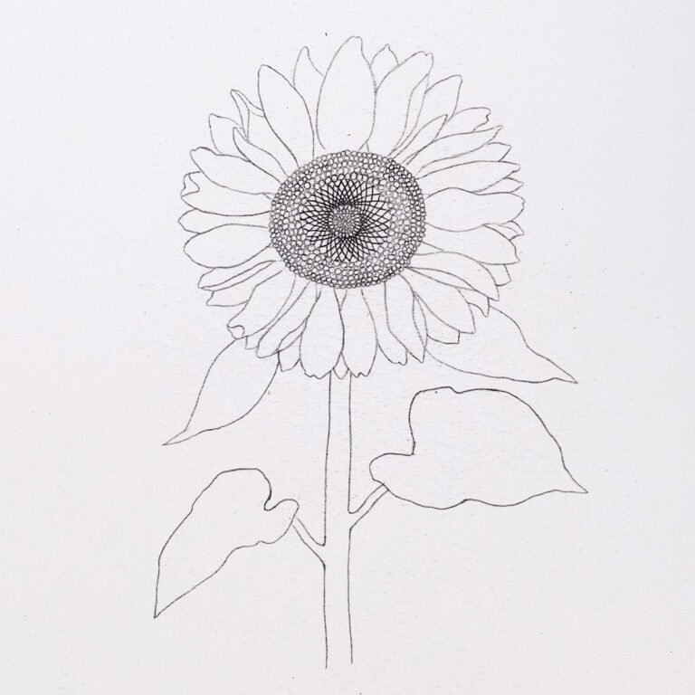 How to Draw a Sunflower (very realistic) 🌻