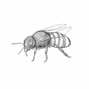 How to Draw a Bee (step by step tutorial) 🐝