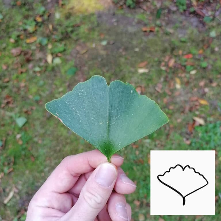 Blätter zeichnen Schritt für Schritt (simpel & detailliert) 🌿