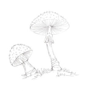 Pilze zeichnen Schritt für Schritt (realistisch) 🍄